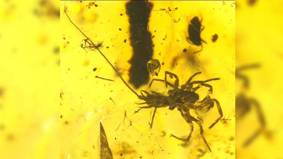 This Spider-Like Creature Was Walking Around With A Tail 100 Million ...
