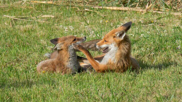 How Urban Foxes Are Thriving in American Cities - NewsBreak