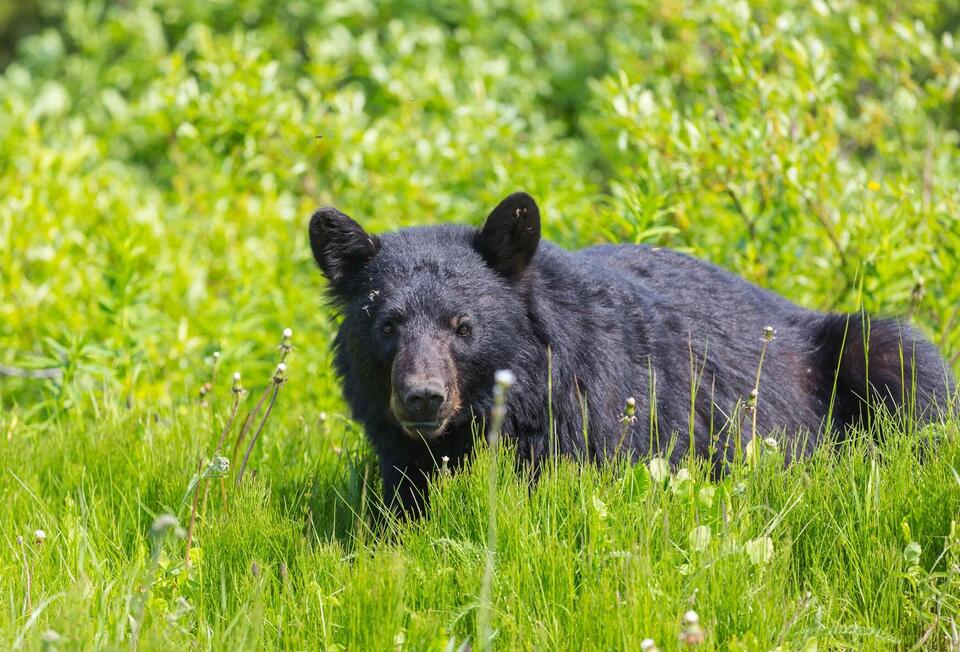 NCWRC: Be on lookout for black bears - NewsBreak