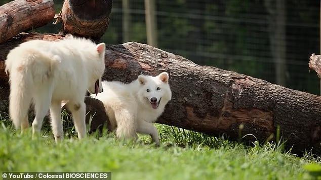 Meet Khaleesi: First female dire wolf is brought back from EXTINCTION ...