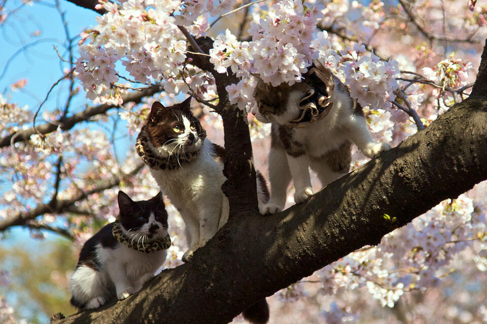 How Cats Became Symbols of Luck in Japanese Culture - NewsBreak