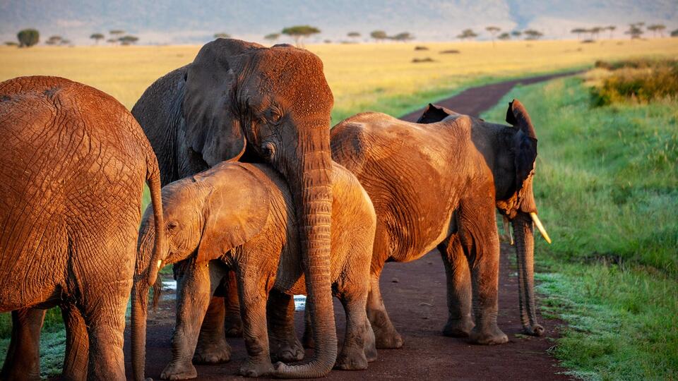 Bull Elephants Relocated: KWS Eases Pressure on Solio Rhino Sanctuary ...
