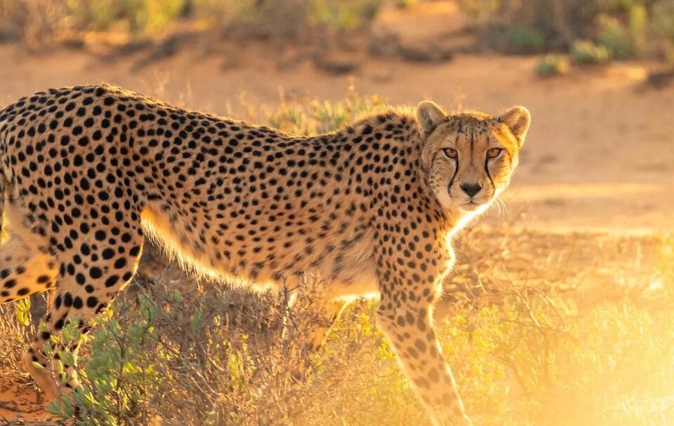 How Big Cats Use Stealth to Become Apex Predators - NewsBreak