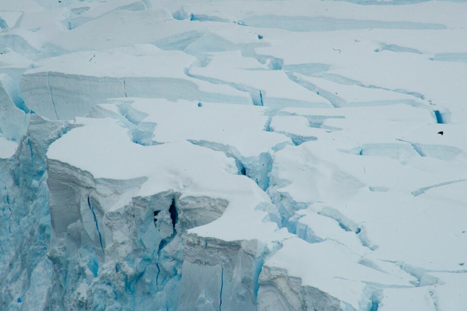 How Did Dinosaurs Survive Ice Ages? - NewsBreak