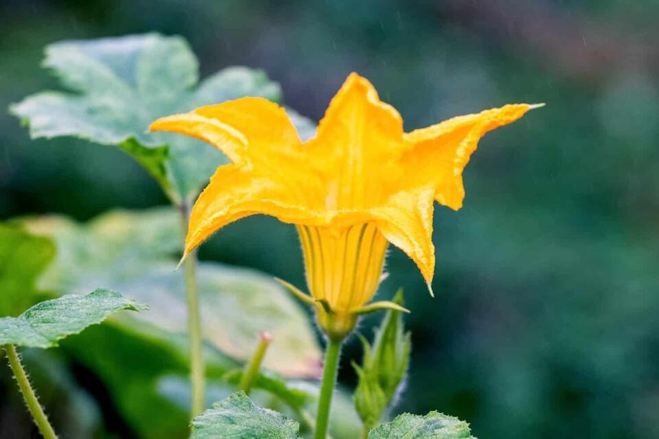 Male vs. Female Pumpkin Flowers: How to Spot the Differences - NewsBreak