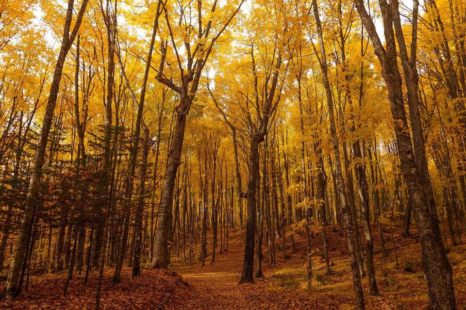 Michigan is home to 2,500 mushrooms. Here’s 6 fungi to forage in ...