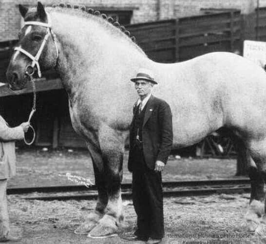 The Largest Horse Ever Recorded - NewsBreak