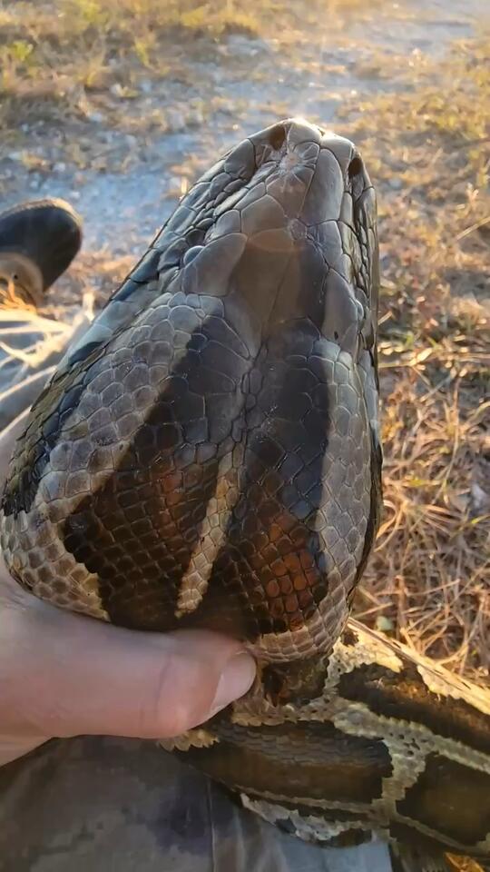 Florida man laying in the middle of the road with a big Python! I think ...