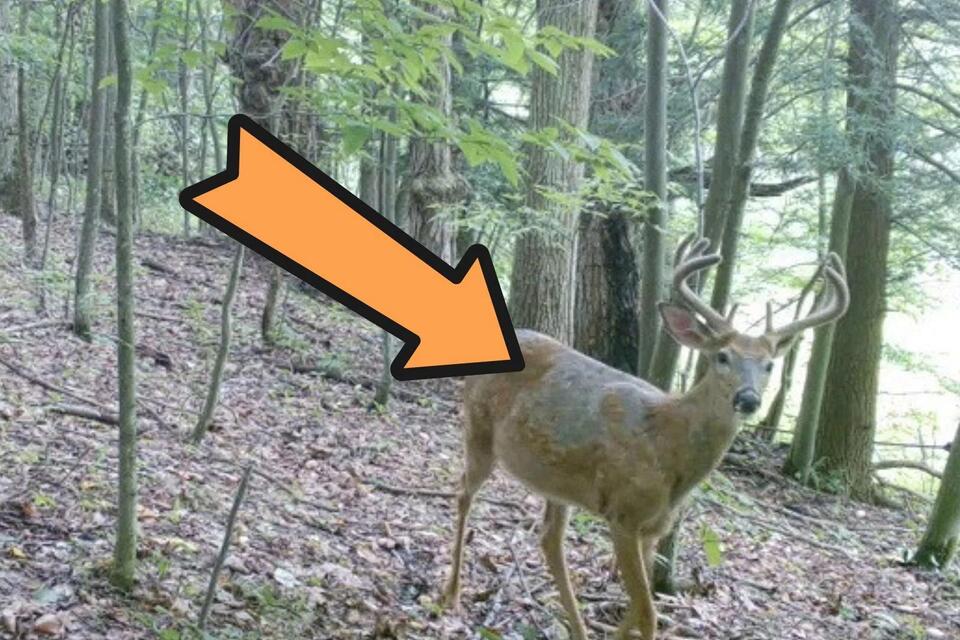 Concern Over ‘Diseased-Looking Deer’ in Hudson Valley Explained - NewsBreak
