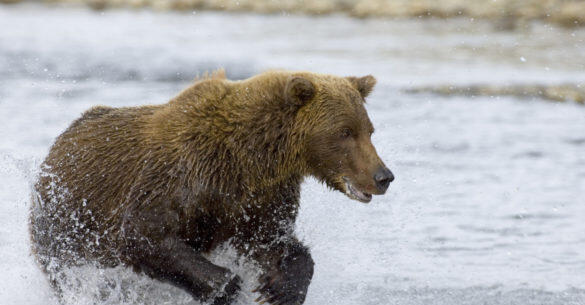 Brown Bear Chases Down Prey at Full Sprint in Shocking Moment Caught on ...