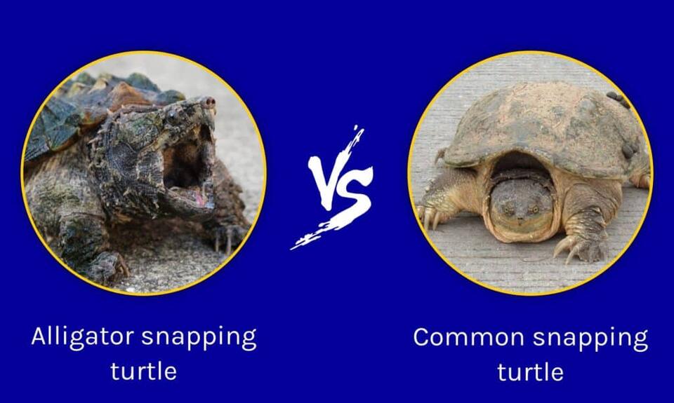 Alligator Snapping Turtle vs Common Snapping Turtle: What Are The ...