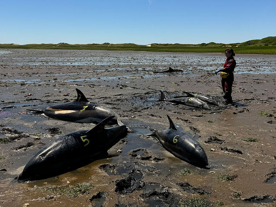 The Largest Mass Dolphin Stranding In US History Just Happened on Cape Cod