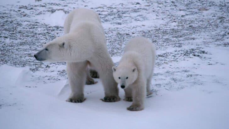 The Truth About Polar Bear Populations and Melting Ice - NewsBreak