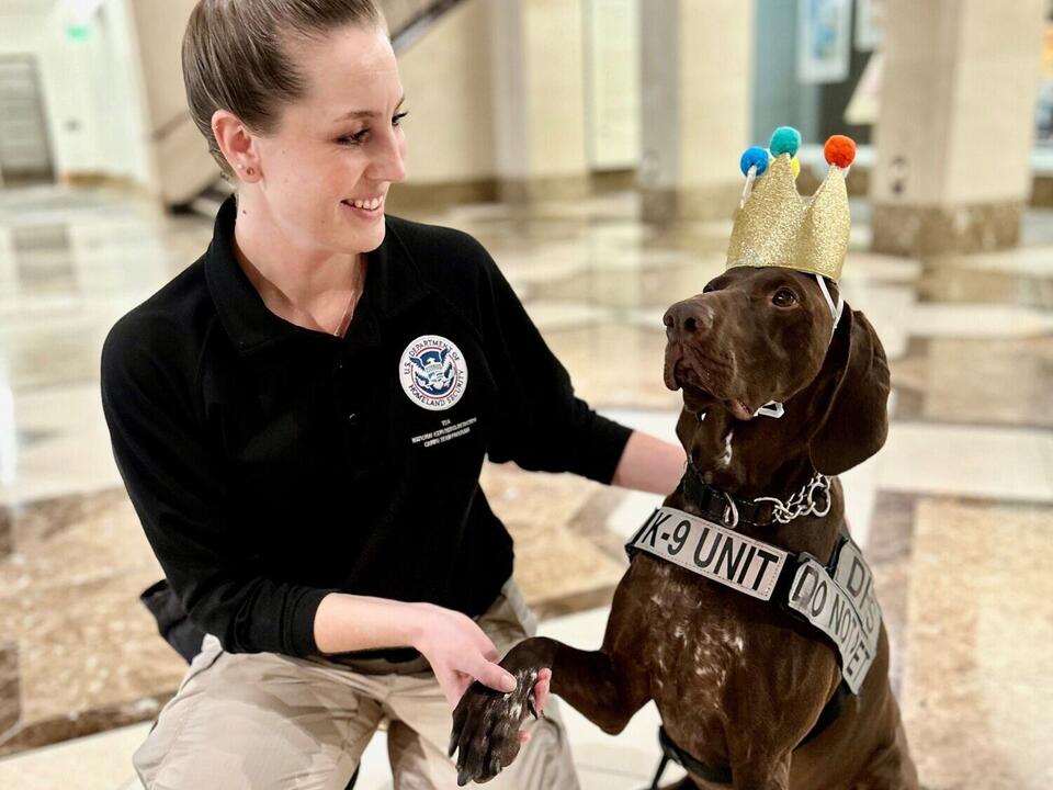 Barni the German Shorthaired Pointer crowned cutest bomb-sniffing dog ...