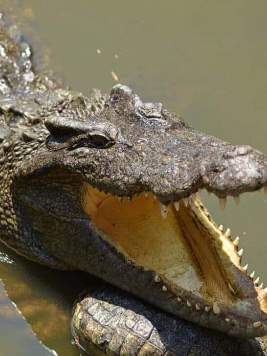 The Most Powerful Bite Force In the Animal Kingdom - NewsBreak