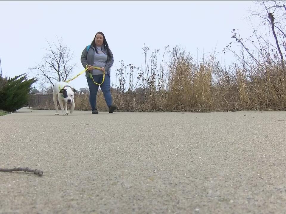 Lucas County Canine Care and Control takes dogs out on the town