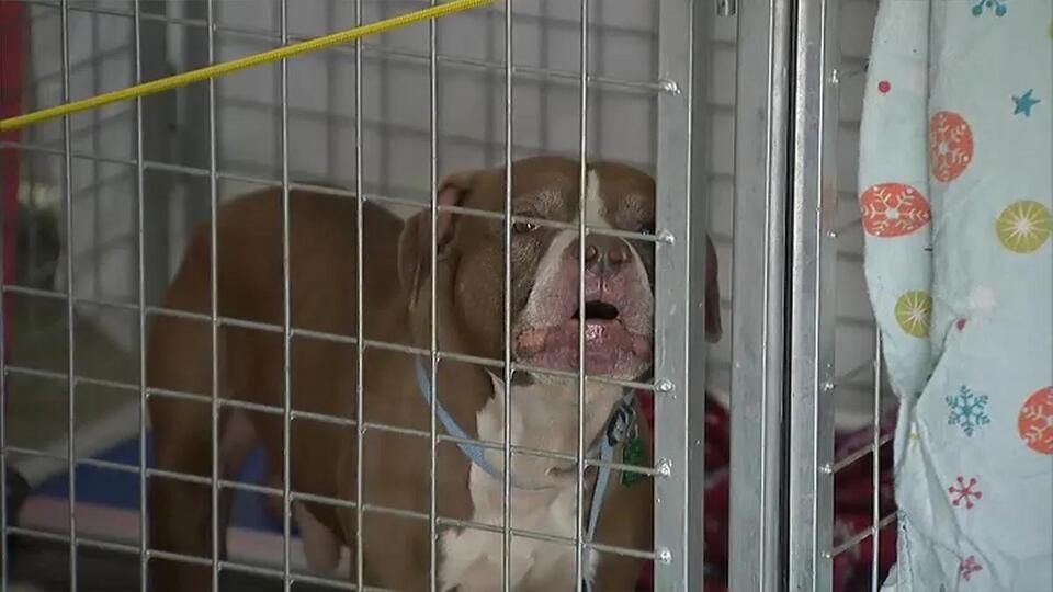 ACCT Philly urgently looking for homes as dogs face euthanasia amid ...