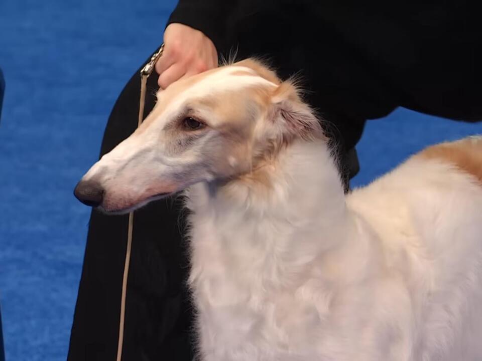 How to watch the 2025 National Dog Show for free today: Time, channel ...