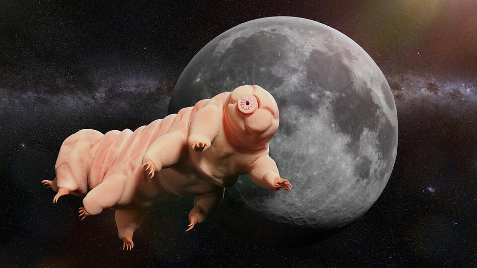 Tardigrades May Still Be Living on the Moon After Lunar Lander Crash ...