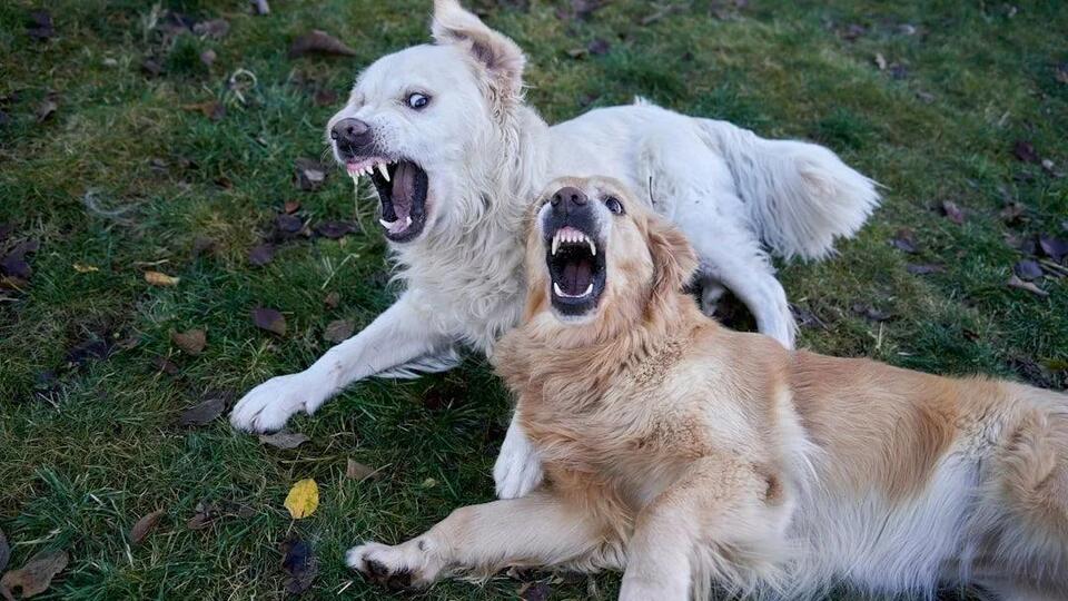 That ‘Aggressive Bark’ Might Be Fear: Decoding Your Dog’s Warnings ...