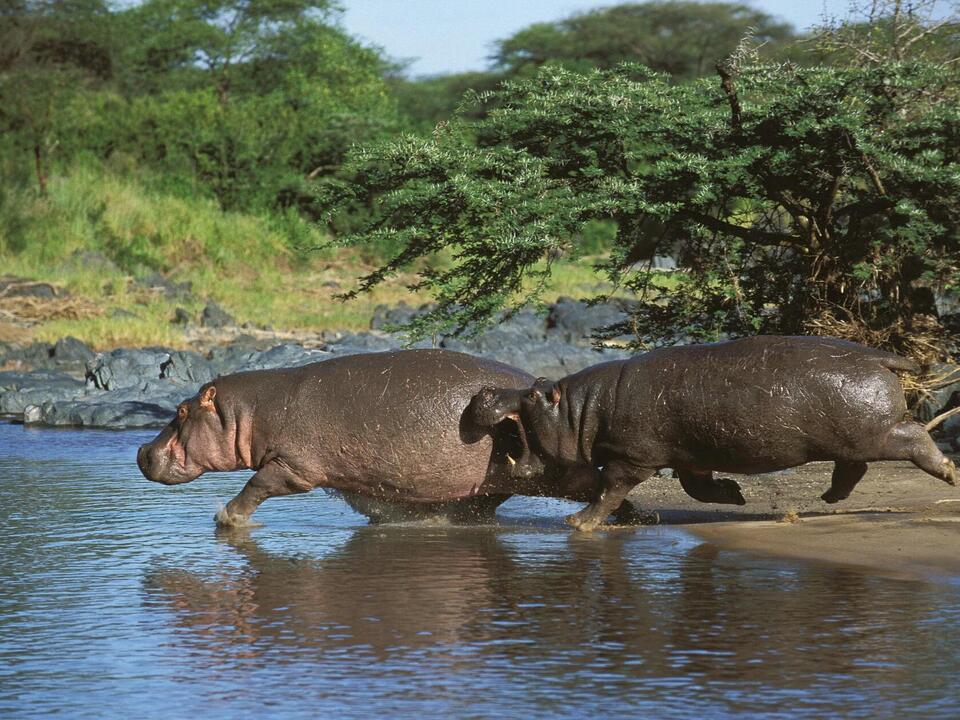 Hippos Go Airborne at Top Speeds, Video Footage Reveals