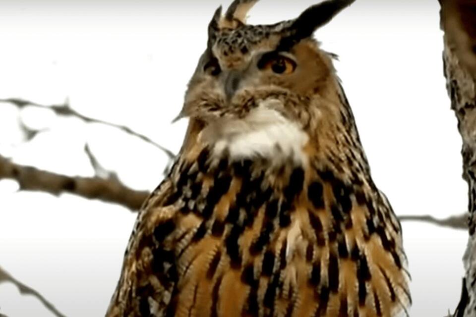 Beloved Owl Named Flaco That Escaped Central Park Zoo Had 4 Different ...