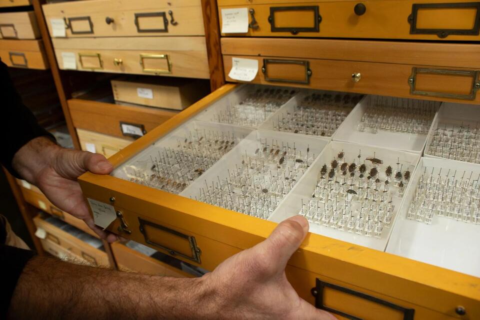 Massive insect research collection 'The Bug Closet' reopens after ...