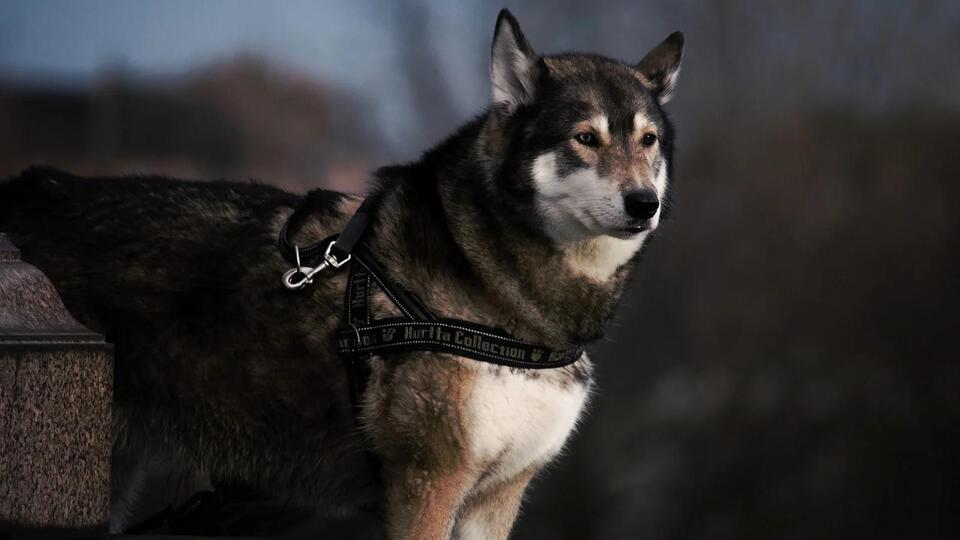 How Balto Saved a Town The Heroic Sled Dog Who Delivered Medicine to ...