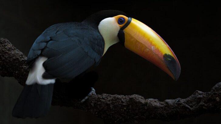 Conservation Hero Nurses Baby Toucan Back to Health in Daring Amazon ...