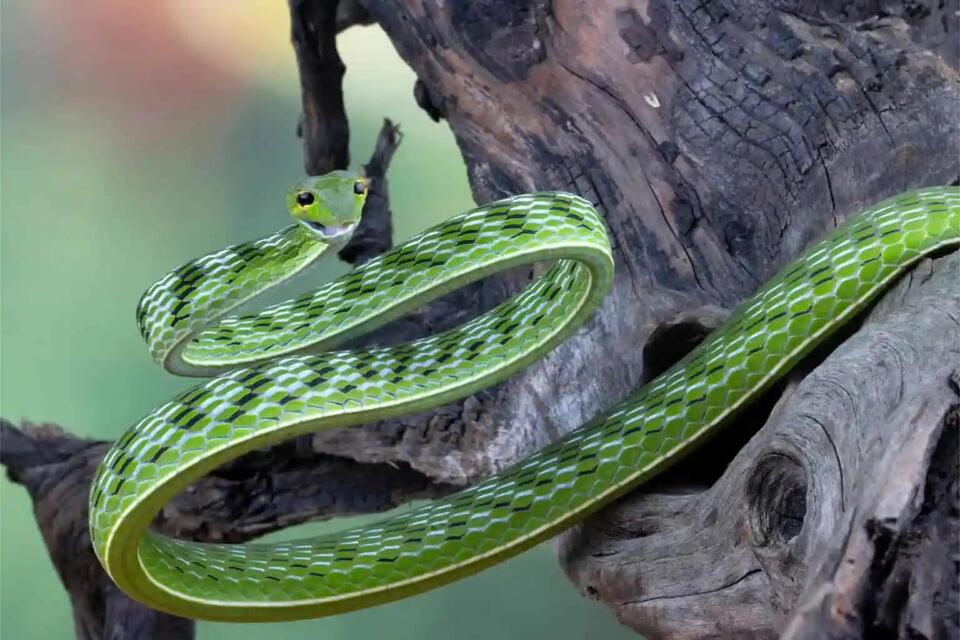 Identifying Green Snakes Across Asia: From Harmless to Highly Venomous ...