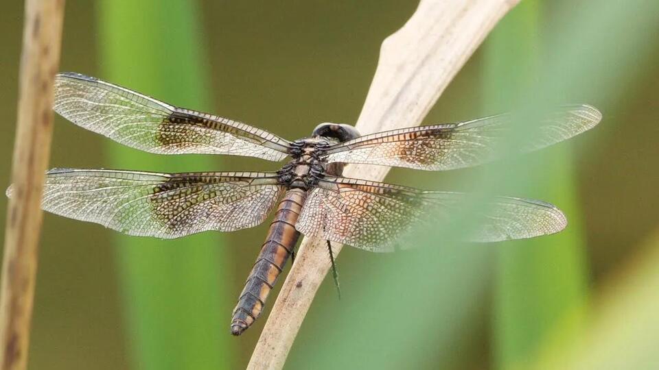 20 Dragonflies Commonly Found in Texas and How to Identify Them - NewsBreak