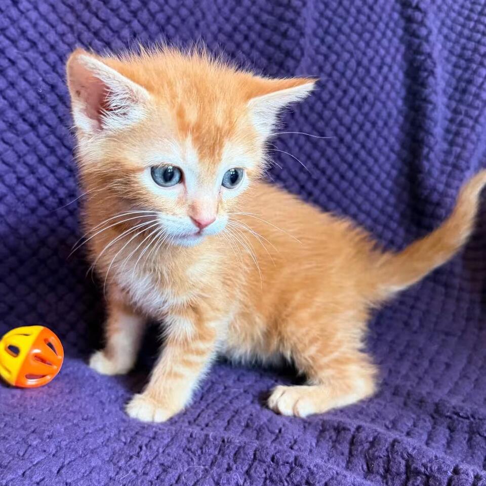 🐱 Sweet Kittens Ready for Adoption in Flower Mound - NewsBreak