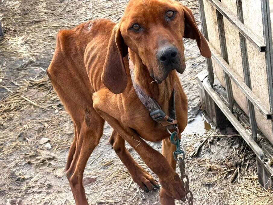 Couple plead not guilty of cruelty - NewsBreak