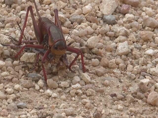 Mormon crickets are back in Southwest Idaho