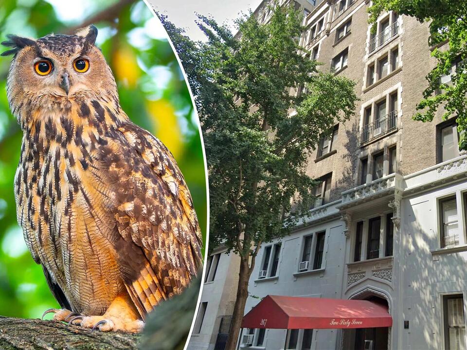Here’s what NYC building owners can do to prevent fatal bird collisions ...