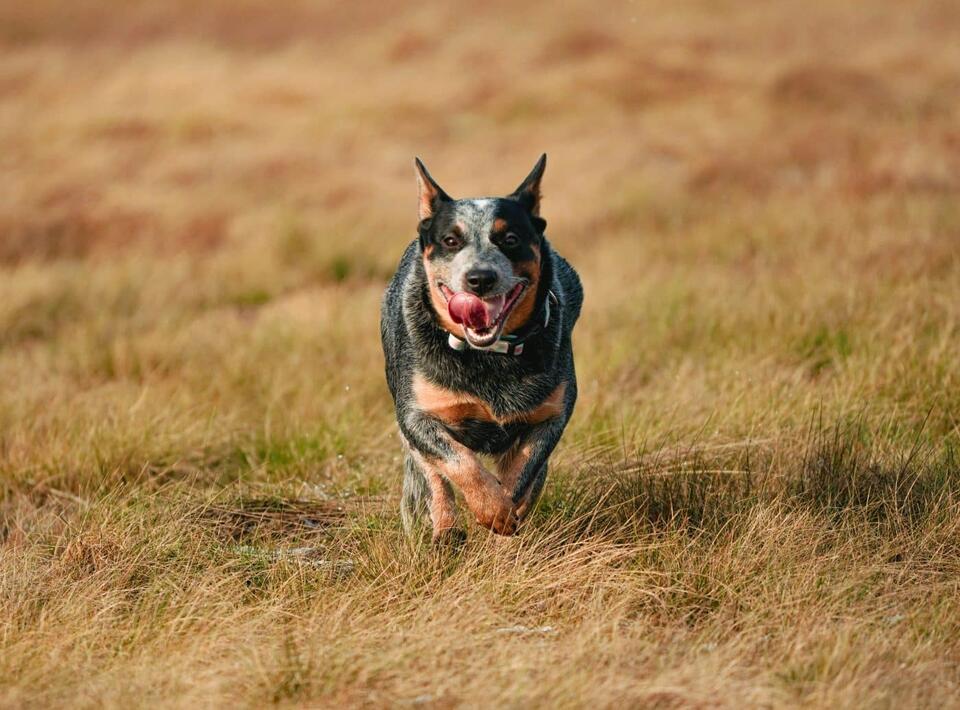 13 Rescue Dog Breeds That Are Forever Grateful for a Second Chance ...