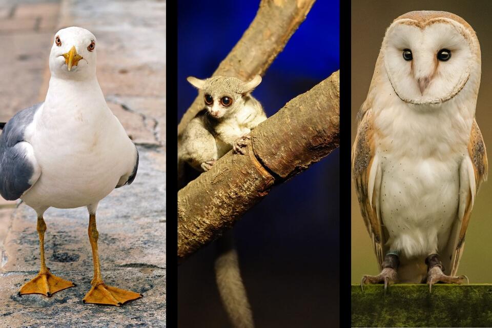 5 Wild Animals We'd Love To Have As A Pet, But Are Illegal - NewsBreak
