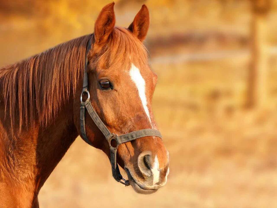 Kentucky State Championship Memorial Horse Show set for Aug. 23 - NewsBreak
