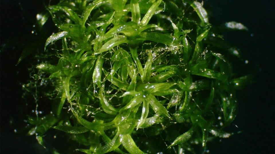A newly discovered gene helped this moss defy gravity - NewsBreak