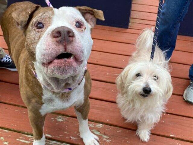 Zero adoption fees for all dogs at Virginia Beach Animal Shelter ...