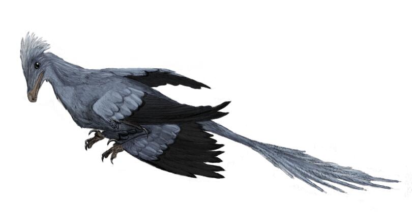 Microraptor vs. Pigeon: A Flight Comparison Across Eras - NewsBreak