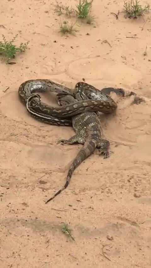 Python drags huge lizard by the face!! - NewsBreak