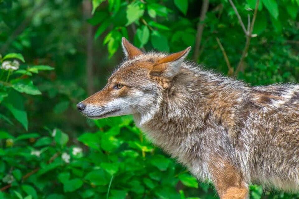 Coywolf – Coyote Wolf Mix: Everything You Need to Know About This ...