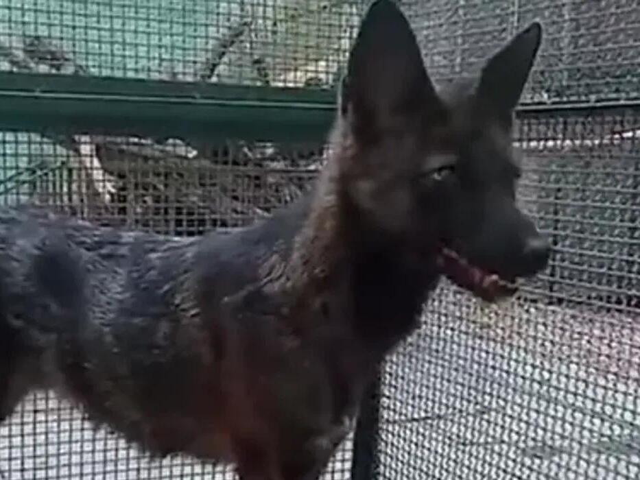 A dog has successfully bred with a fox to create a rare hybrid