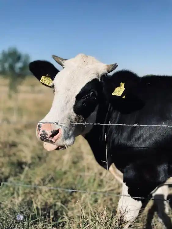 Surprisingly simple rotational grazing strategies that actually works ...