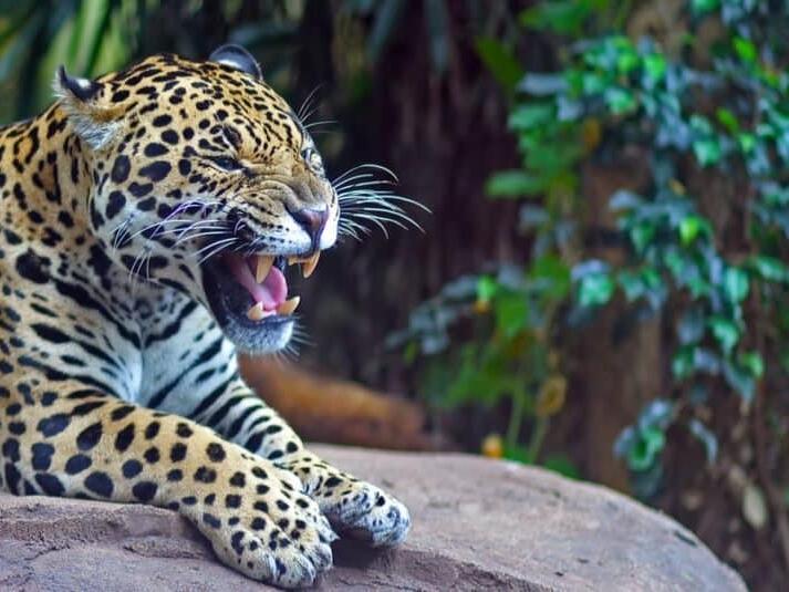 Leopard vs Jaguar – The 7 Key Differences