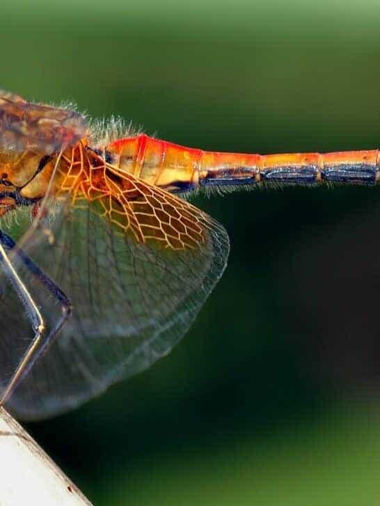 Top 10 Flying Animals - NewsBreak
