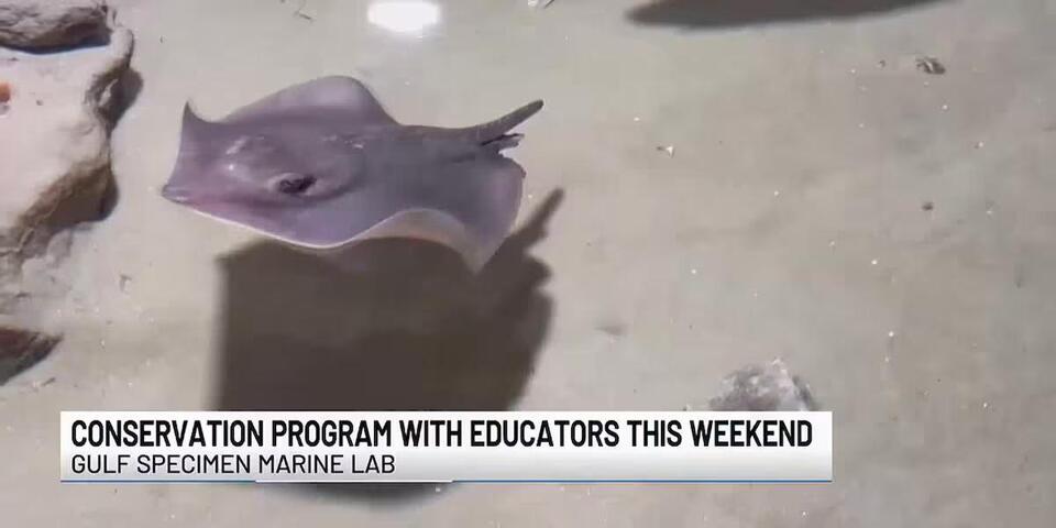 Guy Harvey Foundation partners with Gulf Specimen Marine Lab to bring ...