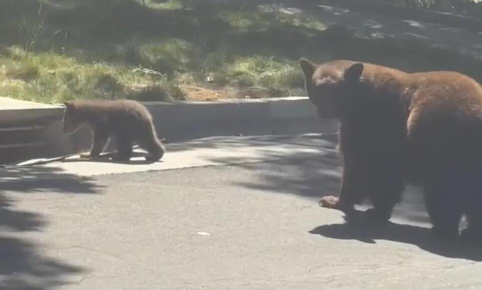 VIDEO: Mama bear and cubs seen wandering Monrovia neighborhood - NewsBreak