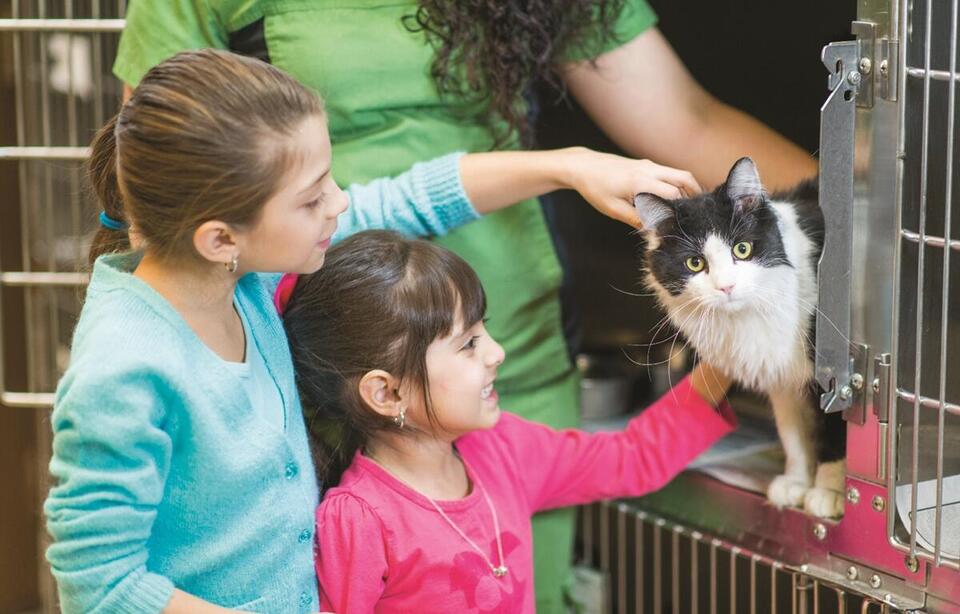 Feline illness outbreak prompts temporary cat intake changes in Marion ...